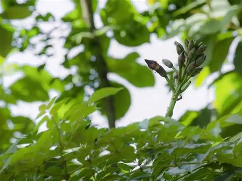 Sabroxy® An Ingredient Of Sabinsa