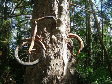 Tree Has Grown Over Bicycle Not Sure The Path Of Events That Led The Bike Here But Its Now