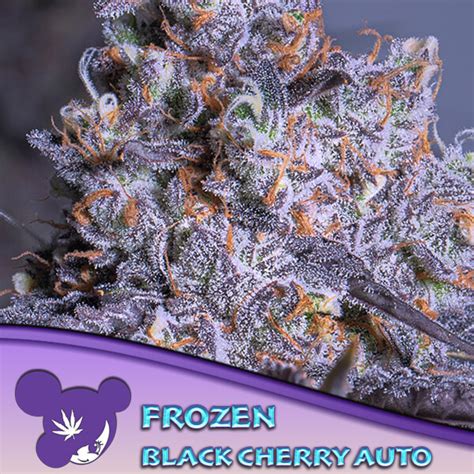 Frozen Black Cherry Auto Strain Productive Autoflowering With Cherry Flavour