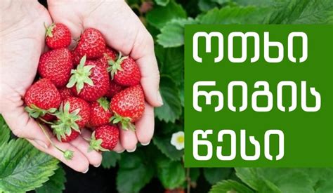 მარწყვის ოთხი რიგის წესი