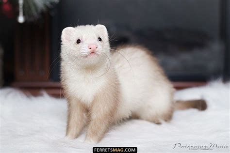List Of All Ferret Breeds Ferret Colors Types And Patterns Artofit