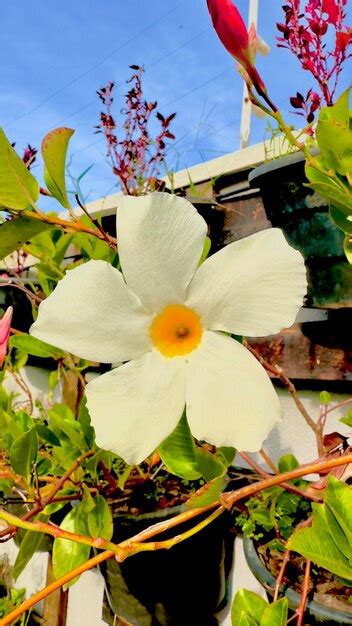 Premium Photo Plant Part In Jardim Nova Europa