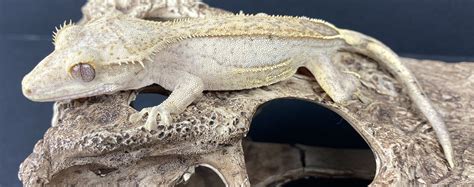 Purple Crested Gecko