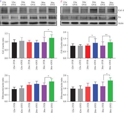 The Sirius Red Staining Of Heart Tissue In Fvb Femalemale And Ove26