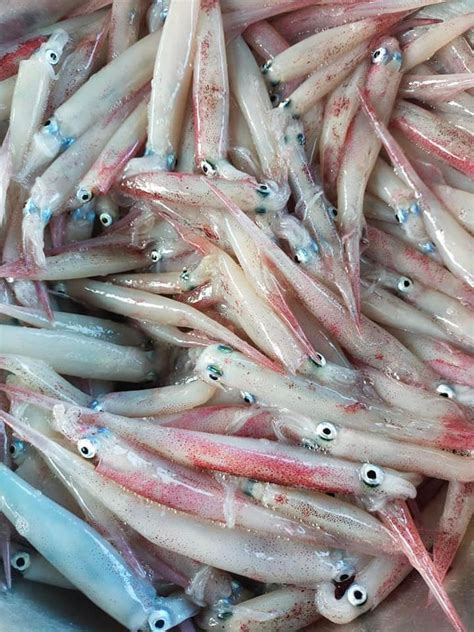 Special Bantayan Cebu Dried Pusit Tarorot Unsalted Squid 120 G