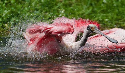 Ml616372041 Roseate Spoonbill Macaulay Library