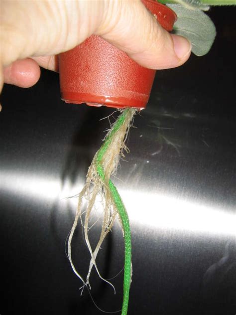 Фиалки на фитильном поливе: из чего сделать шнур и как перевести цветы ...