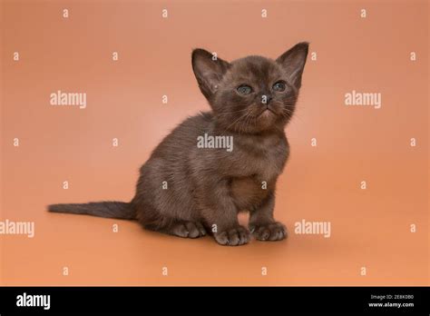 Small Chocolate Colored Kitten European Burmese Breed On A Brown