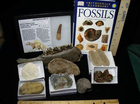 Count Fossil Kit A The Stones Bones Collection