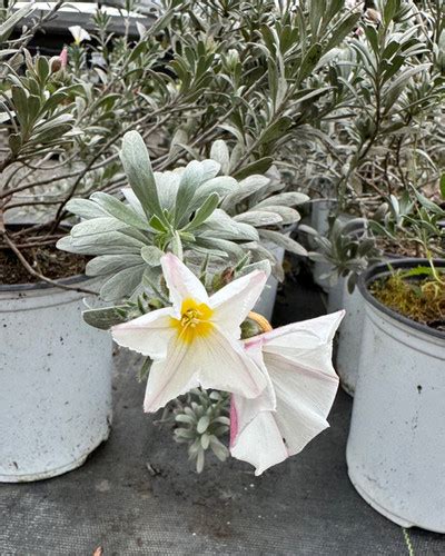 Convulvulus Cneorum Agro El Recuerdo