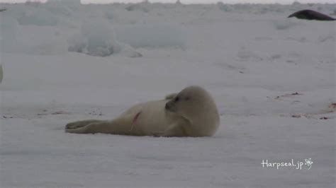 Clapping Seal 
