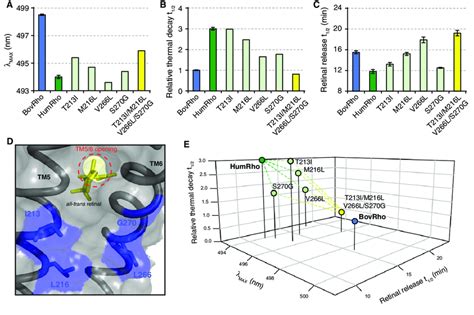 Effects Of Substitutions Near An Opening Between TMs And In Download Scientific Diagram
