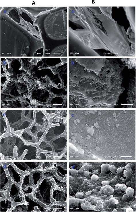 Figure 2 From A Flexible Biomimetic Superhydrophobic And Superoleophilic 3d Macroporous Polymer