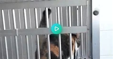 Escape Artist  On Imgur