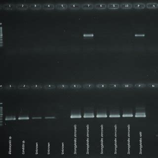 Conventional Nested PCR Testing A Subset Of Samples With Primary PCR Download Scientific