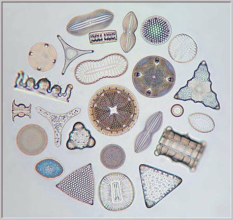 Species Of Diatom