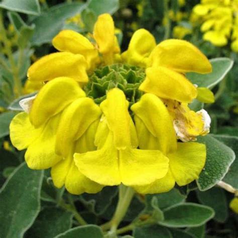Jerusalem Sage Candj Gardening Center