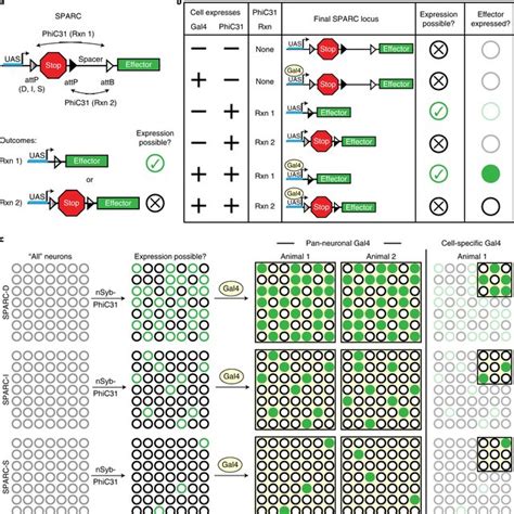 Intersectional Strategy With Cre Flp Dual Recombinase A Schematic Download Scientific