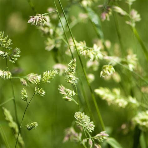 Ongewenste Grassen Pokon