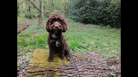 Mabel The Cockapoo 2 Weeks Residential Dog Training Youtube