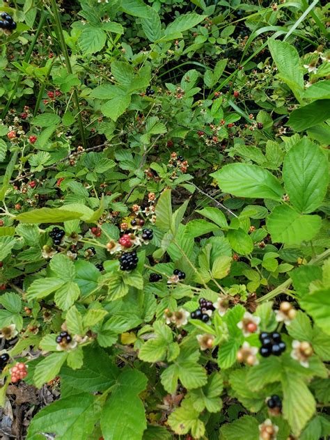 Edible Flora Blackberry Leaves Good Chicken Gardens Llc
