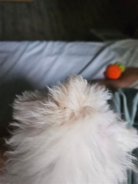 새끼강아지털 색깔이 지식in