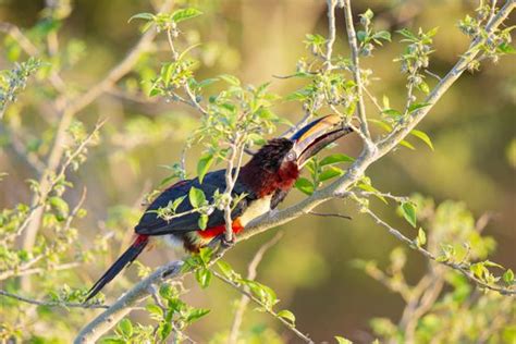 Chestnut Eared Aracari Pteroglossus Castanotis Pantanal Brazil