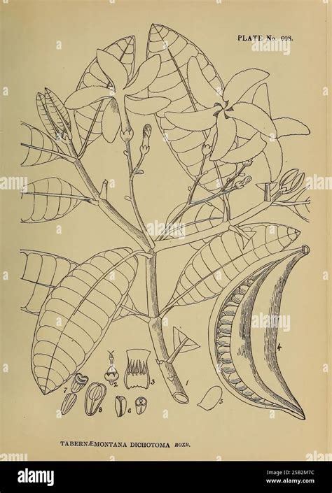 Indian Medicinal Plants Bahadurganj India Sudhindra Nath Basu Panini Office 1918 Botany