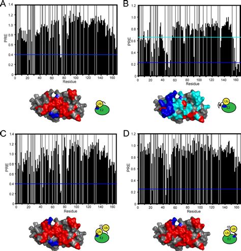 Paramagnetic Relaxation Enhancement Observed For 15 N Labeled Ube2g2 Download Scientific