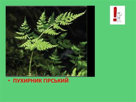 Папороті Лабораторне дослідження будови папоротей презентация онлайн
