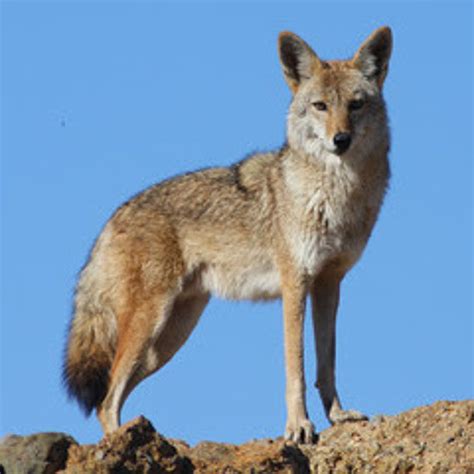 Stream Coyote Native Metal Music Listen To Songs Albums Playlists