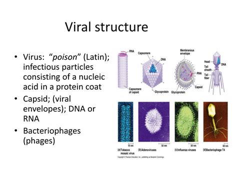 Ppt Chapter 19 Microbial Models The Genetics Of Viruses And Bacteria Powerpoint Presentation
