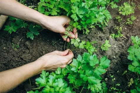 How To Prune Parsley The Garden Bug Detroit