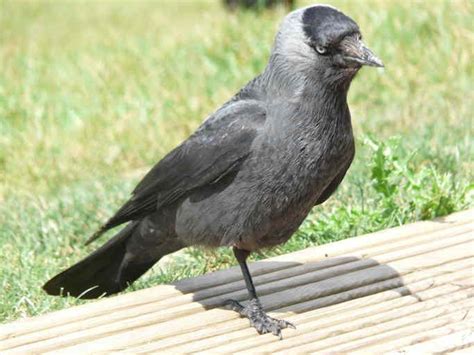 Jackdaw Corvus Monedula Species Information Page Also Known As
