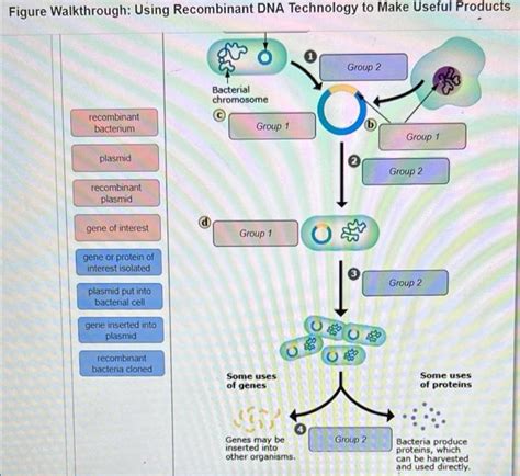 Solved The Figure Shows How Recombinant Technology Can Be
