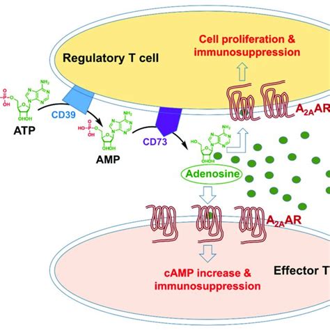 Pdf Tumor Immunotherapy Using A2a Adenosine Receptor Antagonists