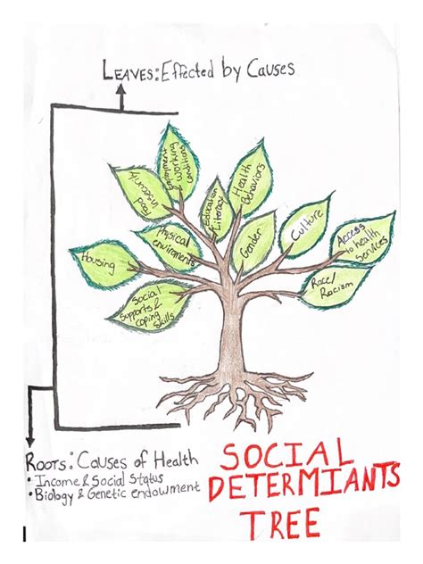 Social Determinants Of Health Tree Pdf