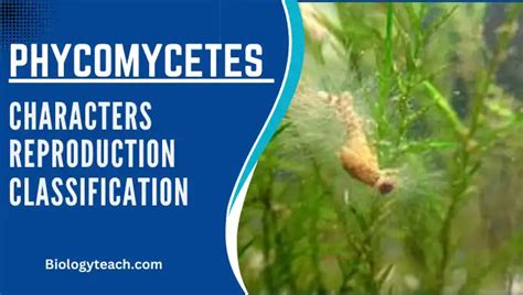 Phycomycetes Characters Reproduction And Classification