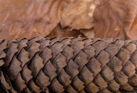 Conifer Cone On A Base Of Dry Leaves Stock Image Image Of Closeup