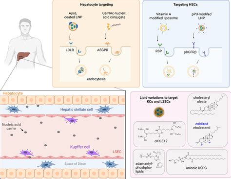 Strategies To Target Different Liver Cell Types Hepatocytes Orange