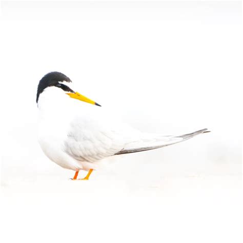 Bird Migration Atlas