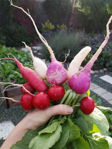 Plant White Radish Recipes