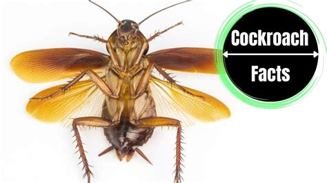 Do Cockroaches Have Wings The Cockroach Facts