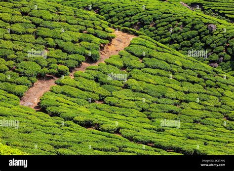 What Is A Tea Plantation At Charolette Collins Blog