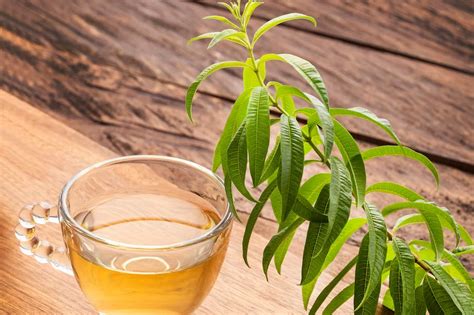 Cidrón Características Propiedades Y Cuidados De Esta Planta