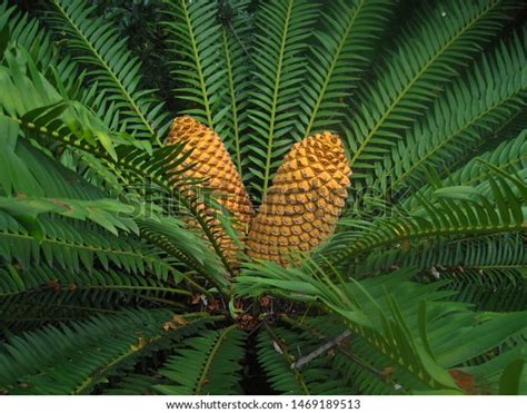 967 Cycad Seeds Royalty Free Photos And Stock Images Shutterstock