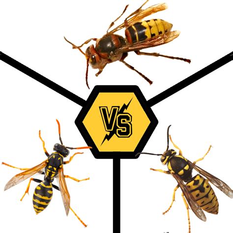 Yellow Jacket Vs Hornet How To Identify And Remove Them 672x488
