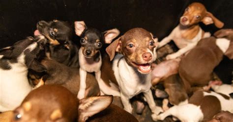 Laspca Takes In 61 Chihuahuas Rescued From Mobile Home Entertainment