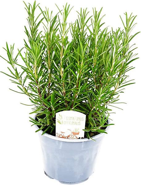 Rosemary Bush 14cm Pot Ready To Plant In The Garden And Used For