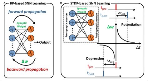 An Example Of Bp Based Learning And Stdp Based Learning A Forward